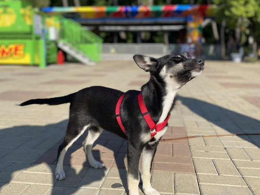 Маленькая Нюша ищет дом