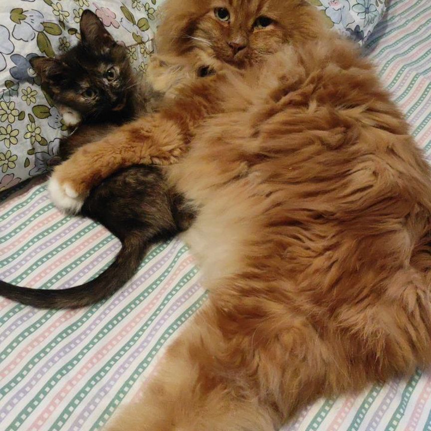 Котенок в добрые руки