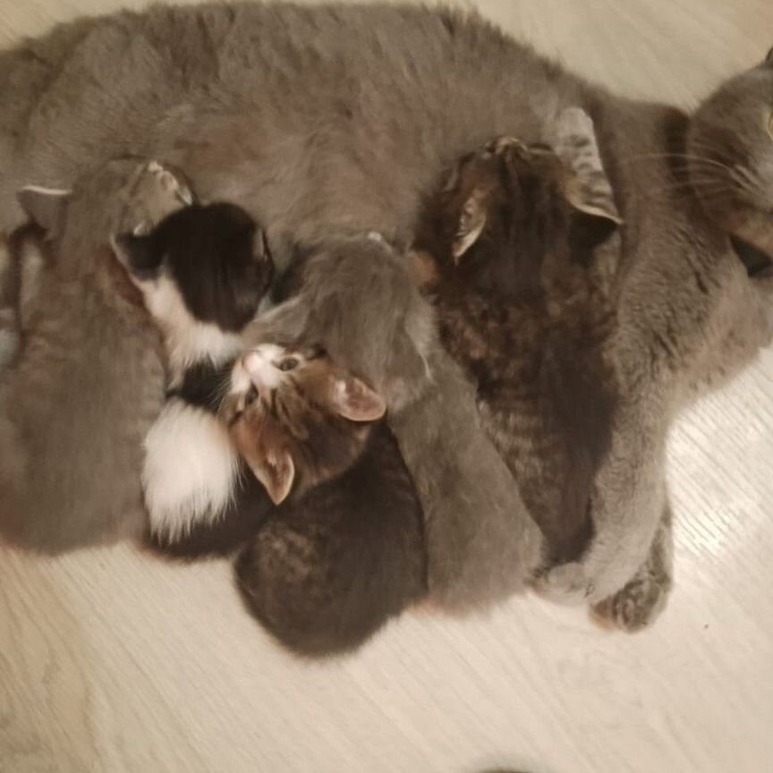 Котята