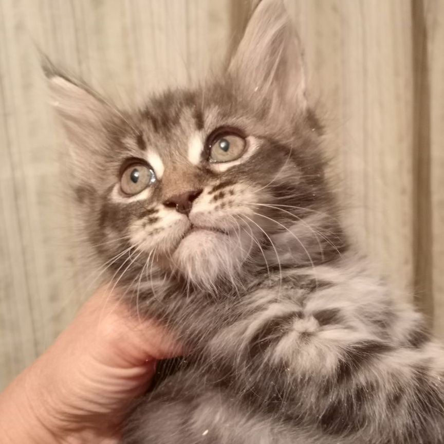 Майн кун котята