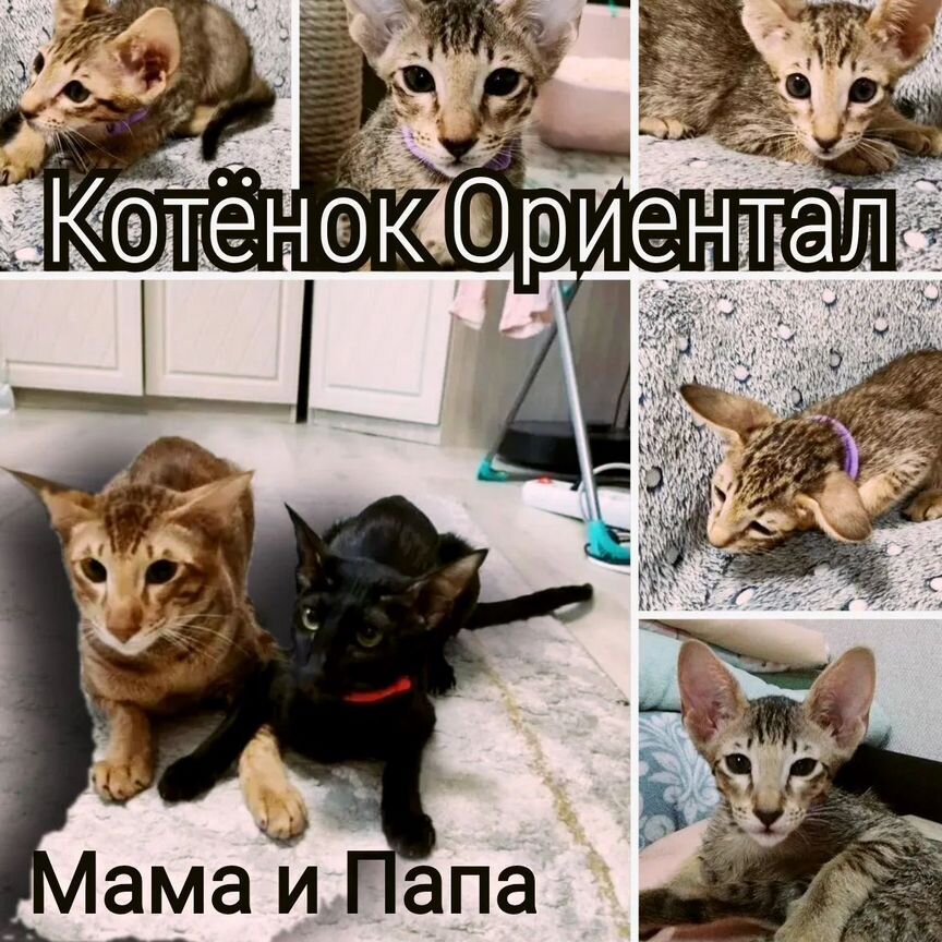 Ориентальный котёнок