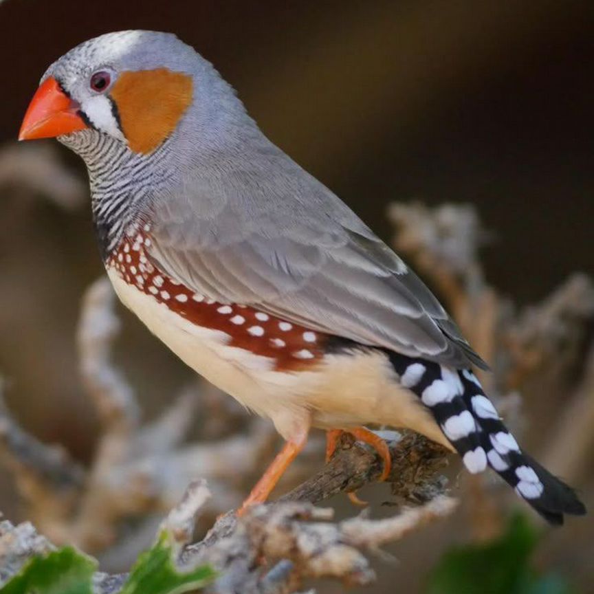 Птички амадины 5 штук