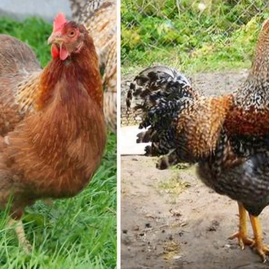 Инкубационное яйцо, цыплята, Билефельдер