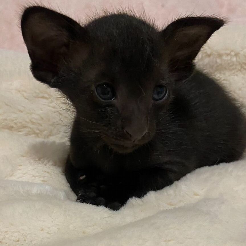 Ориентальный котенок