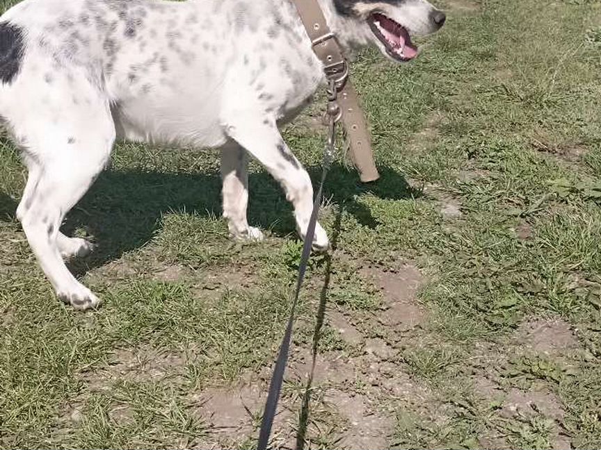 Добрые руки скоро зима собака спит надосках