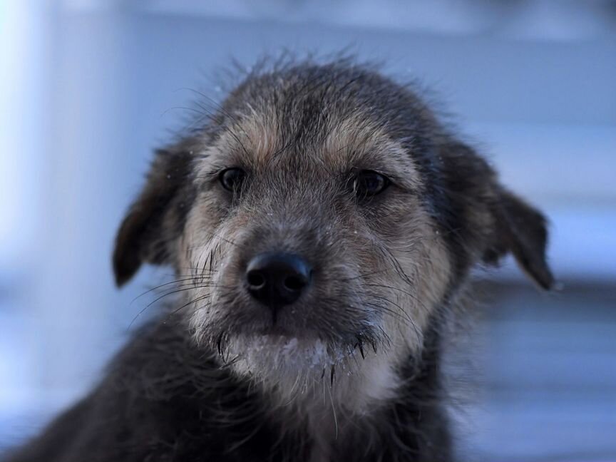 Щенок бородатик в добрые руки