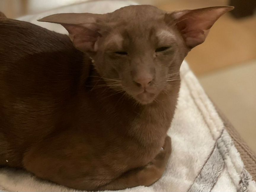 Ориентальный кот