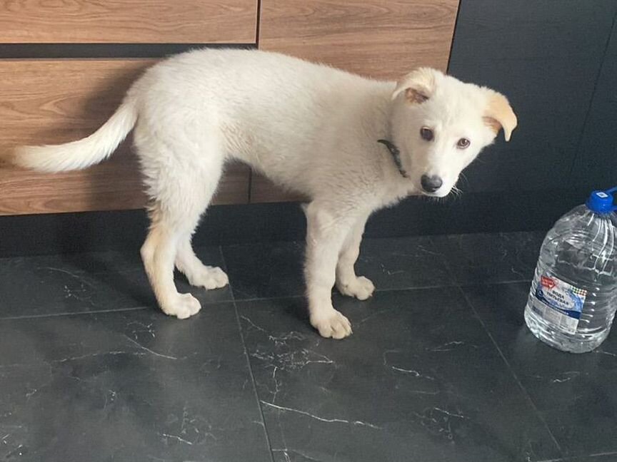 Собака в добрые руки отдам бесплатно