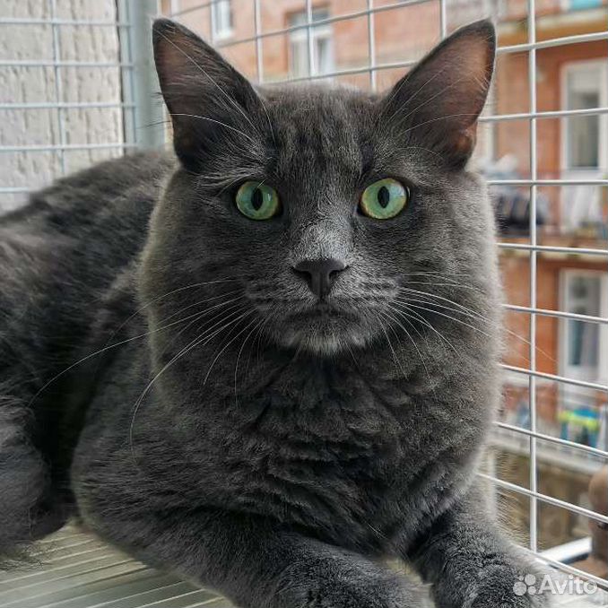 Изумительный Морис молодой котик