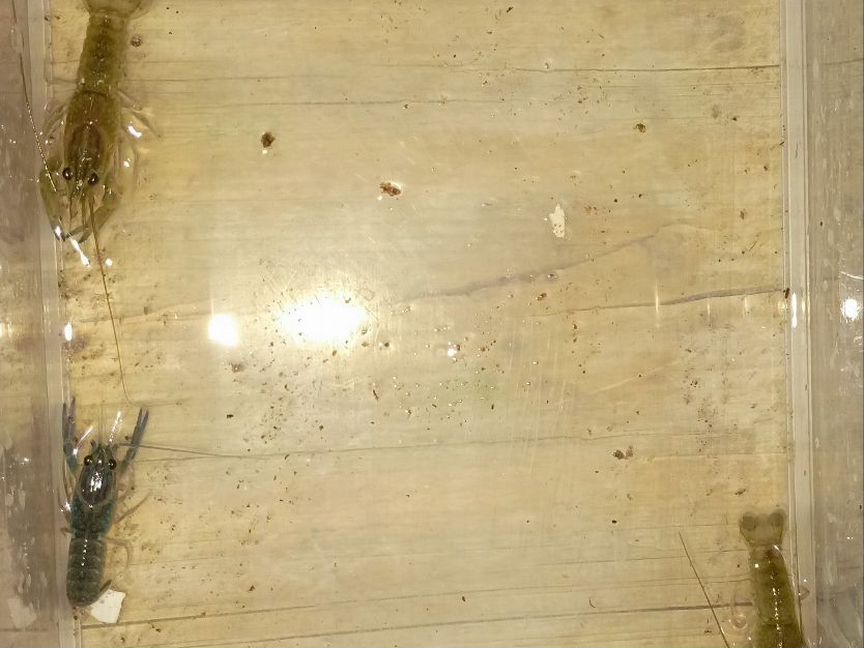 Австралийский красноклешневый рак-малек с историей