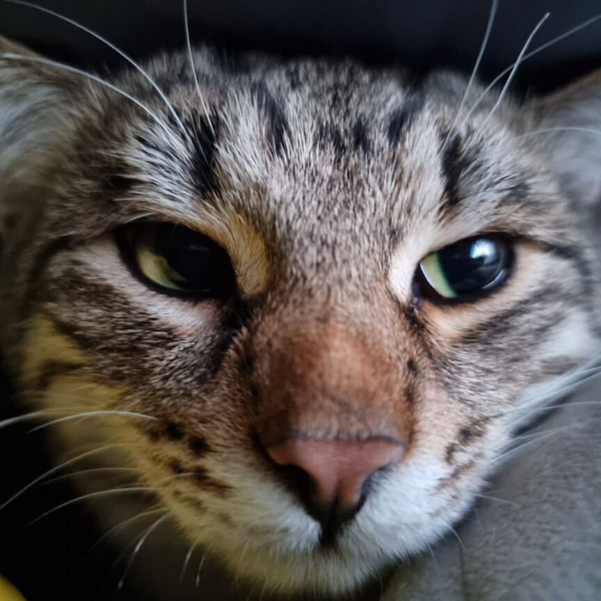 Котик для вязки