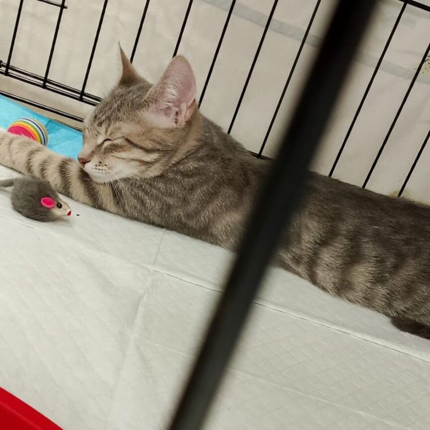 Котеночку нужен дом
