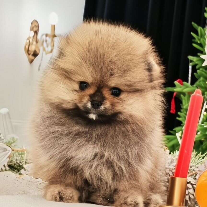 Померанский шпиц, щенок