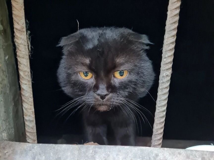 Шотландец Шон