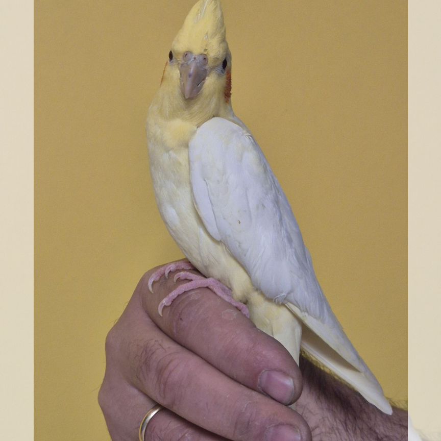 Попугай корелла ребята