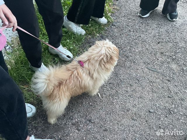 Лхаса Апсо