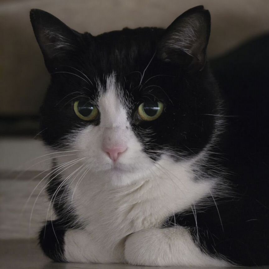 Черно белая кошечка