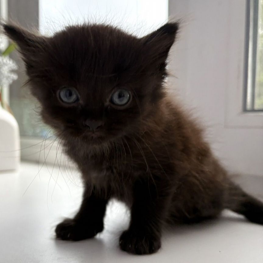 Шотландский прямоухий длинношёрстный котёнок