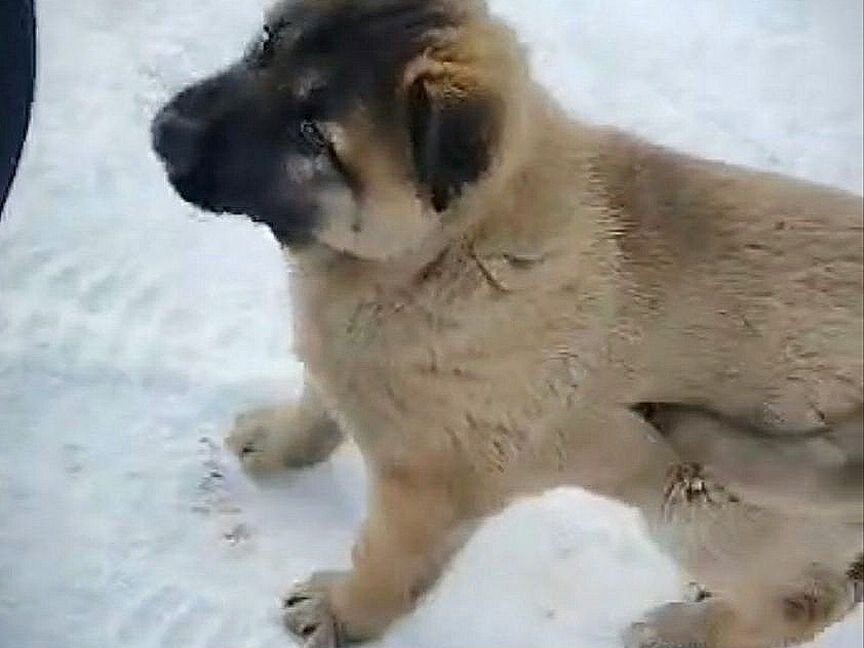 Щенок метис Хаски девочка 2,5 месяца