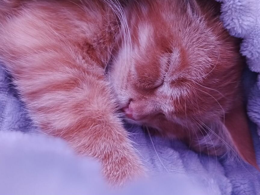 Котята мэйн кун