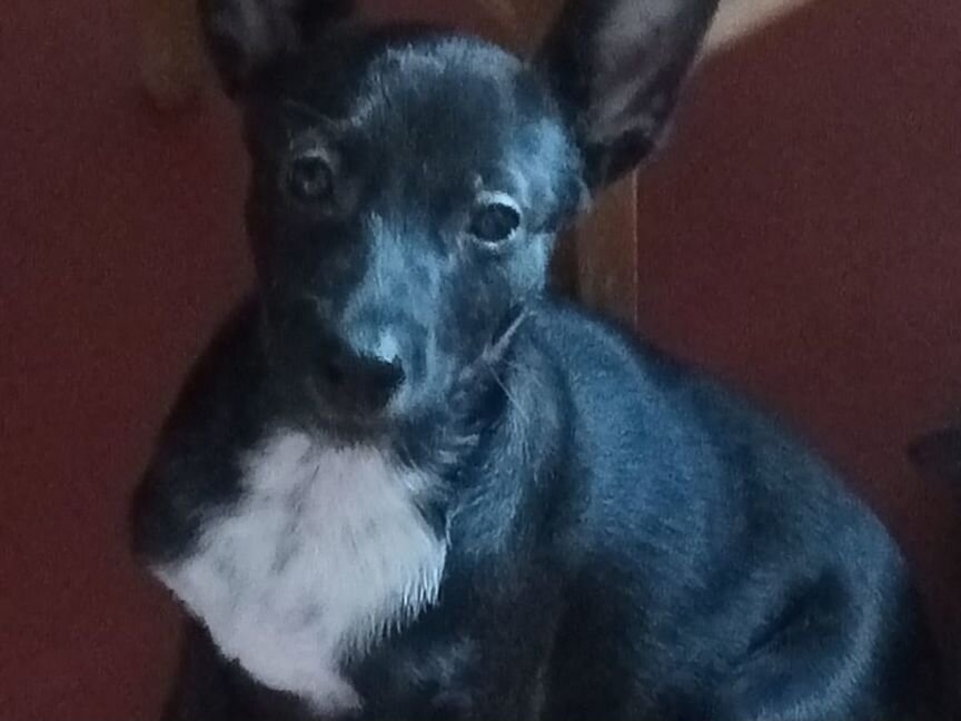 Щенок ждёт хозяина