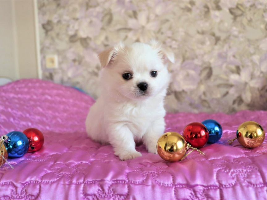 Собаки чихуахуа щенок