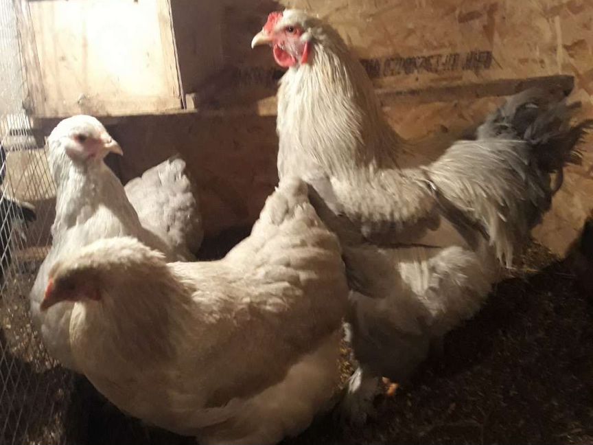 Инкубационное яйцо