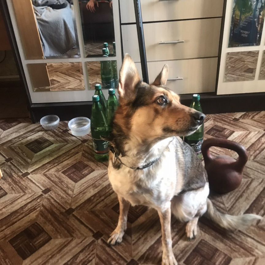 Отдам в добрые руки