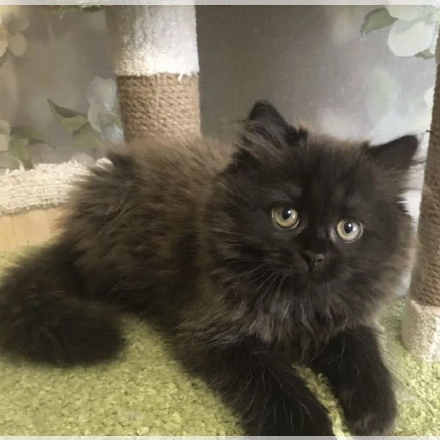 Сибирский котёнок