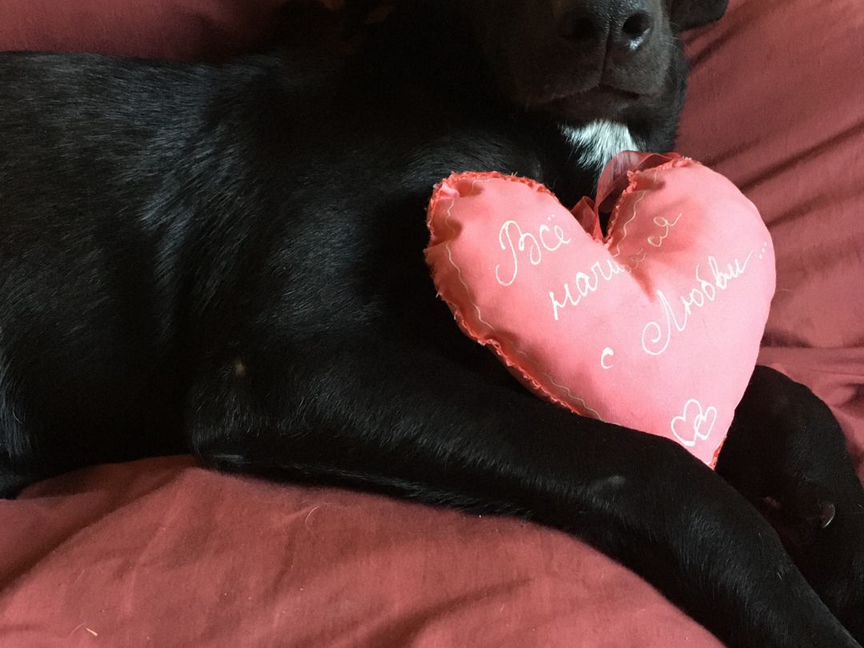 Щенки-подростки-мальчики