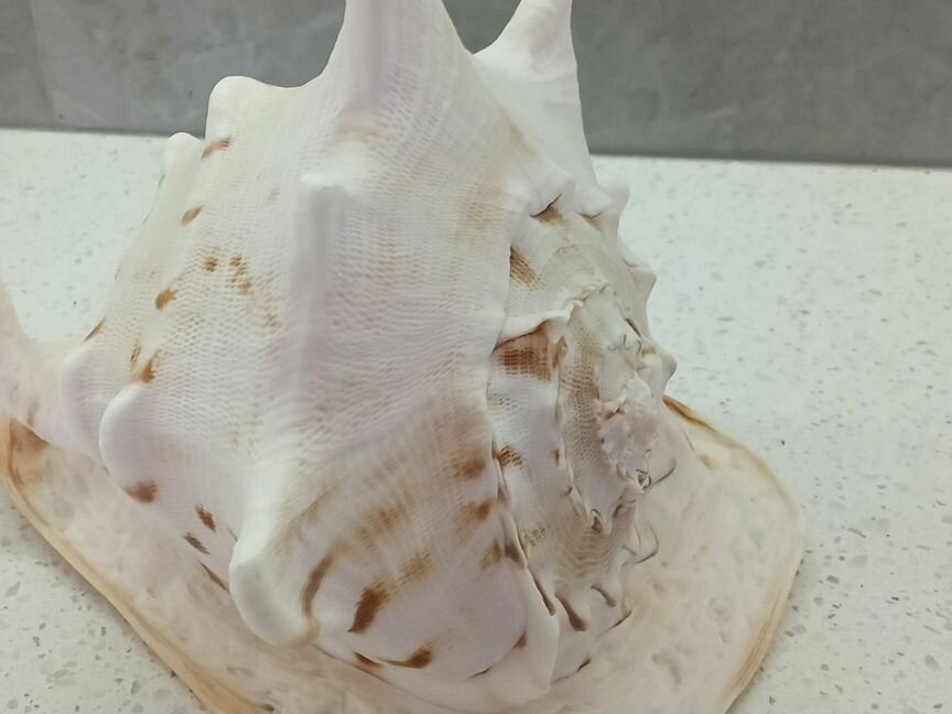 Ракушка большая морская Кассис