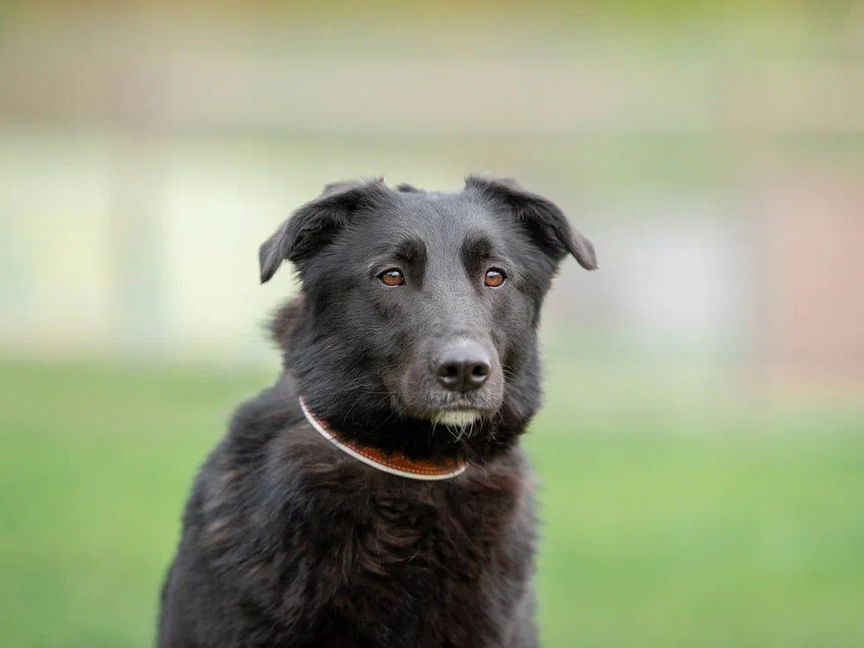 Красивая собака в дар метис