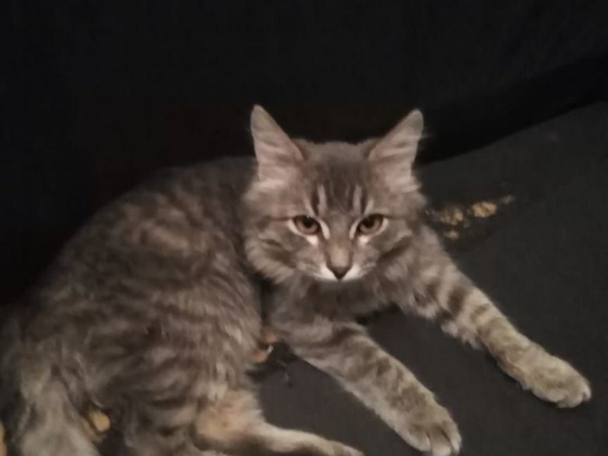 Котик 3-4 месяца