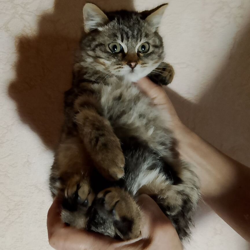 Котёнок от частного владельца