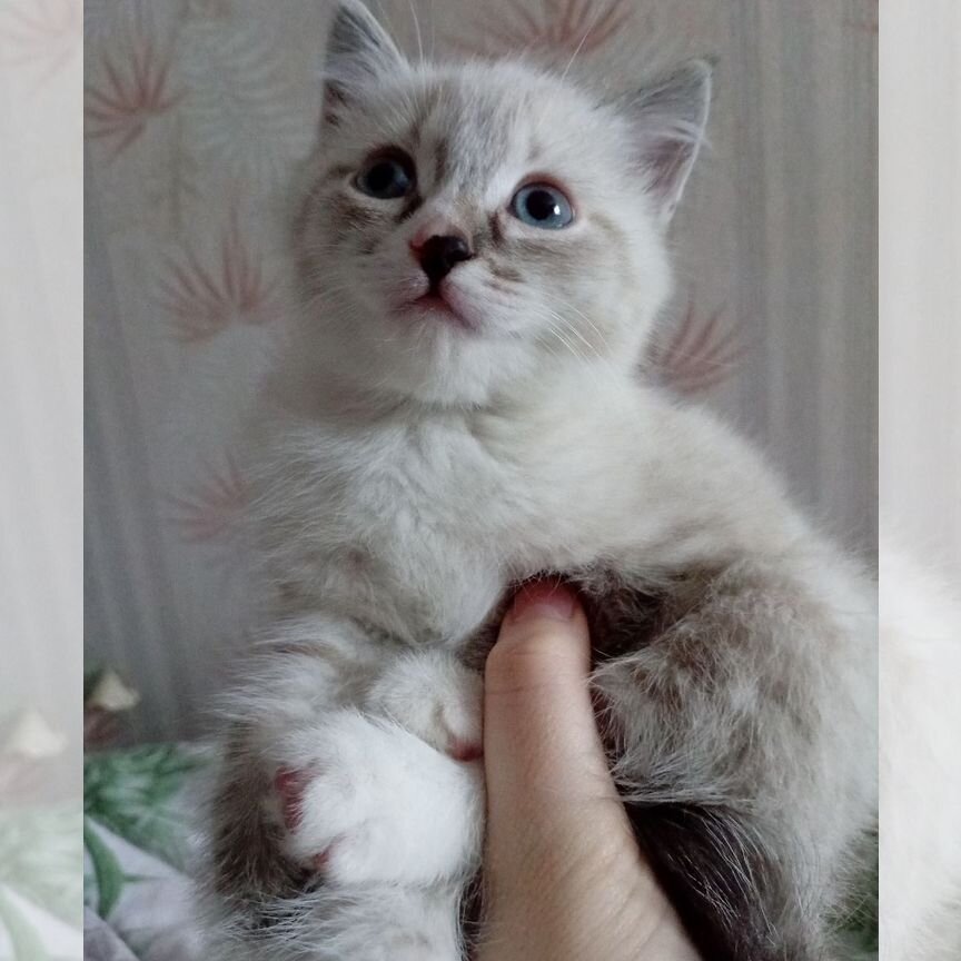 Котёнок в добрые руки
