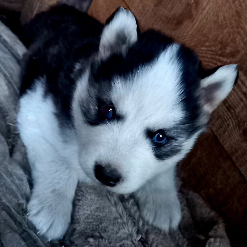 Щенки сибирской хаски