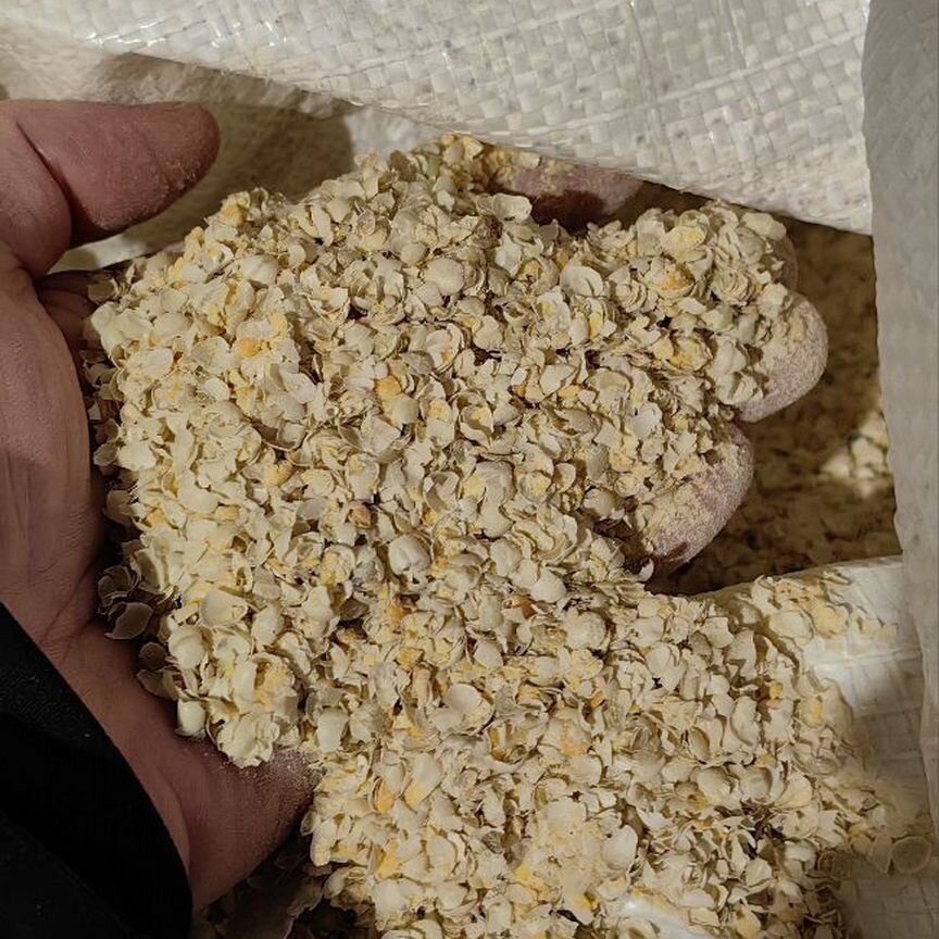 Мучка гороховая