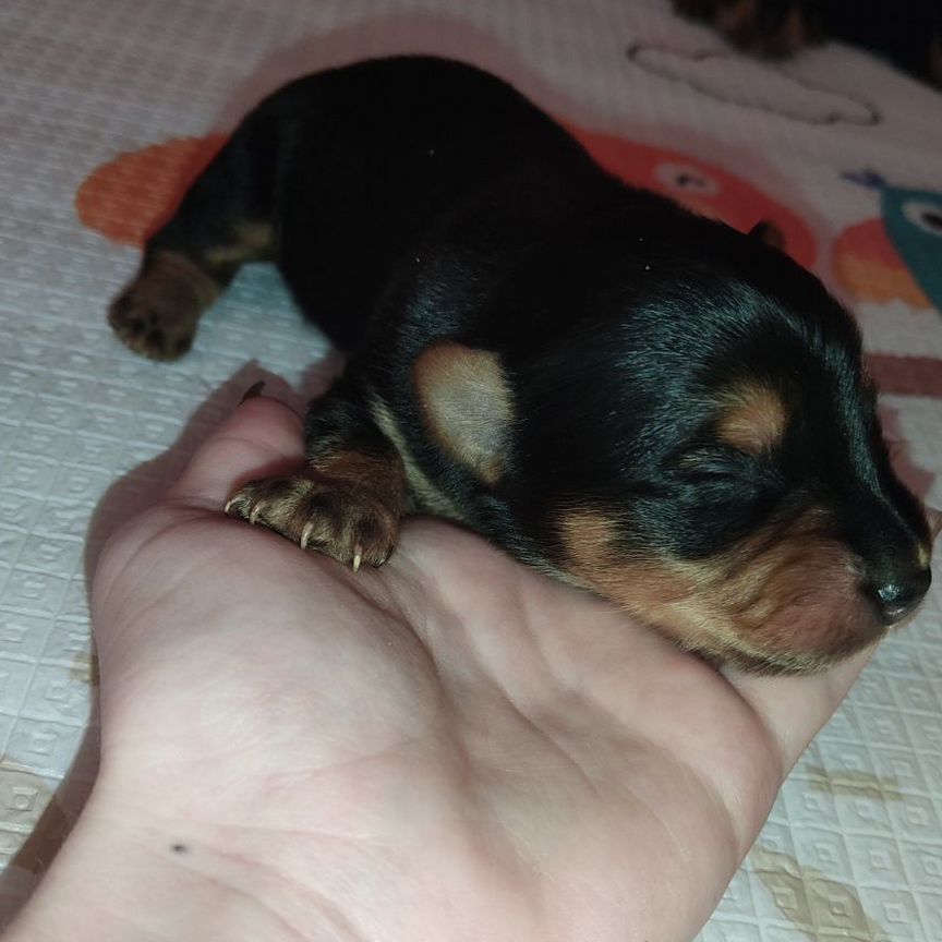 Русский той-терьер, щенок