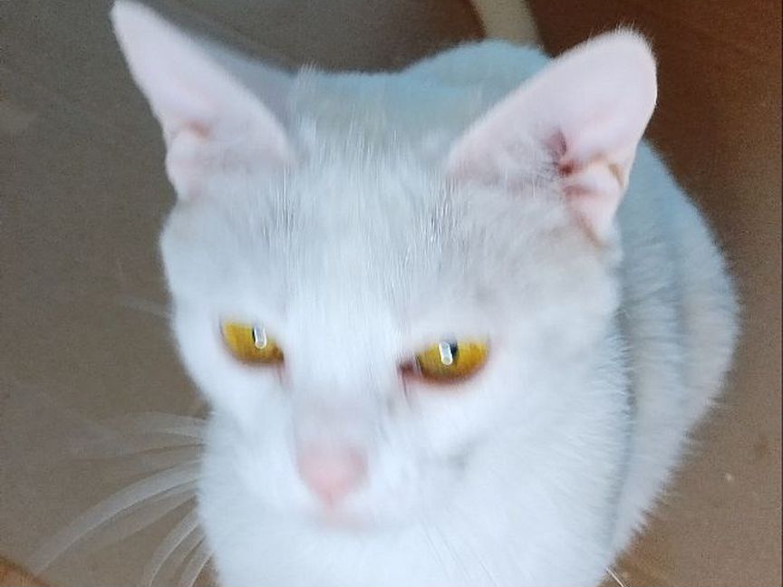 Кошечка белоСнежка