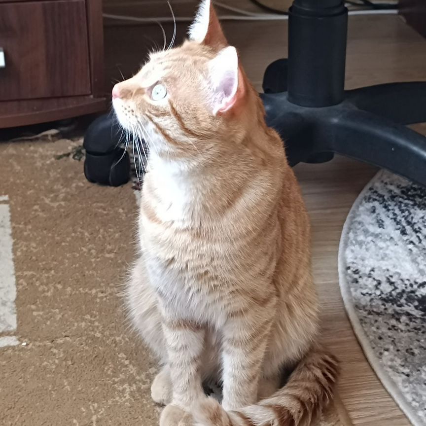 Отдам рыжего котенка в добрые руки