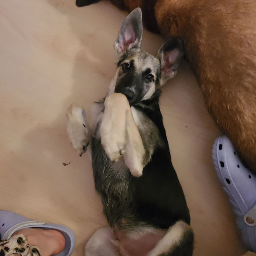 Метис овчарки в поисках дома