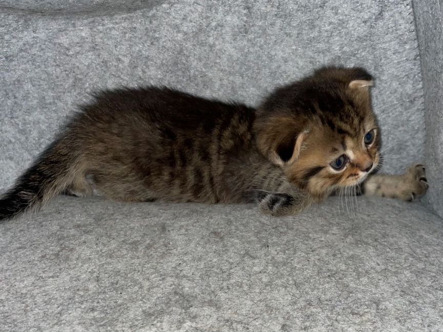 Шотландские вислоухие котята