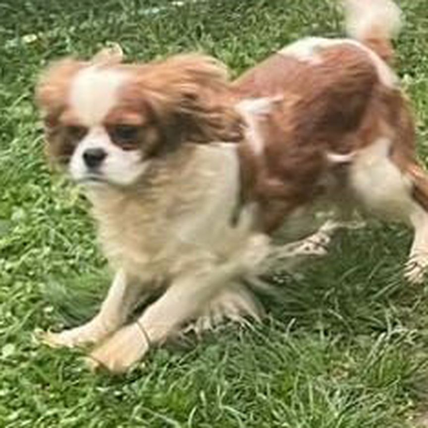 Кавалер кинг-чарльз-спаниель, взрослая собака