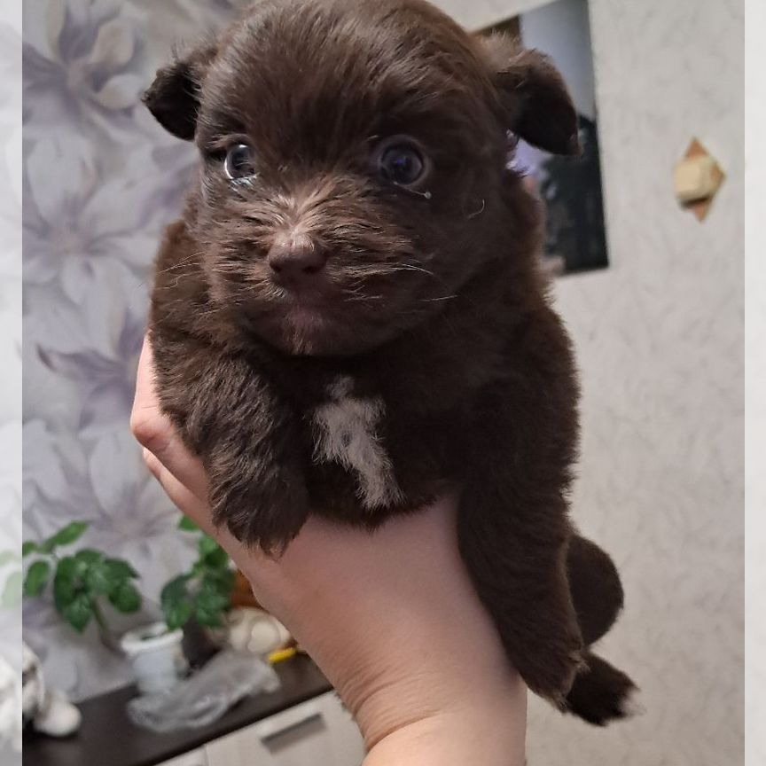 Немецкий шпиц, щенок