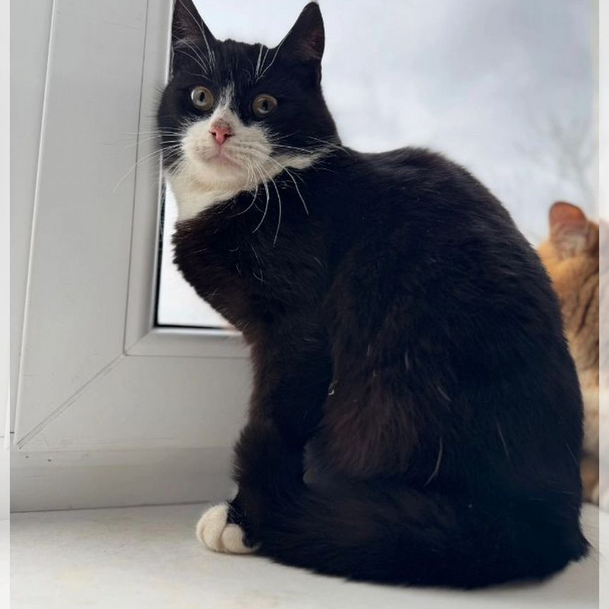 Котик 5 месяцев бесплатно
