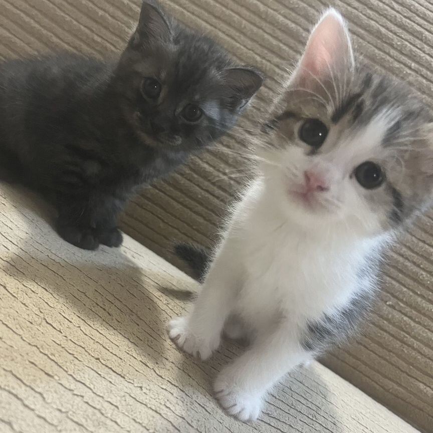 Шотландский прямоухий короткошёрстный котёнок