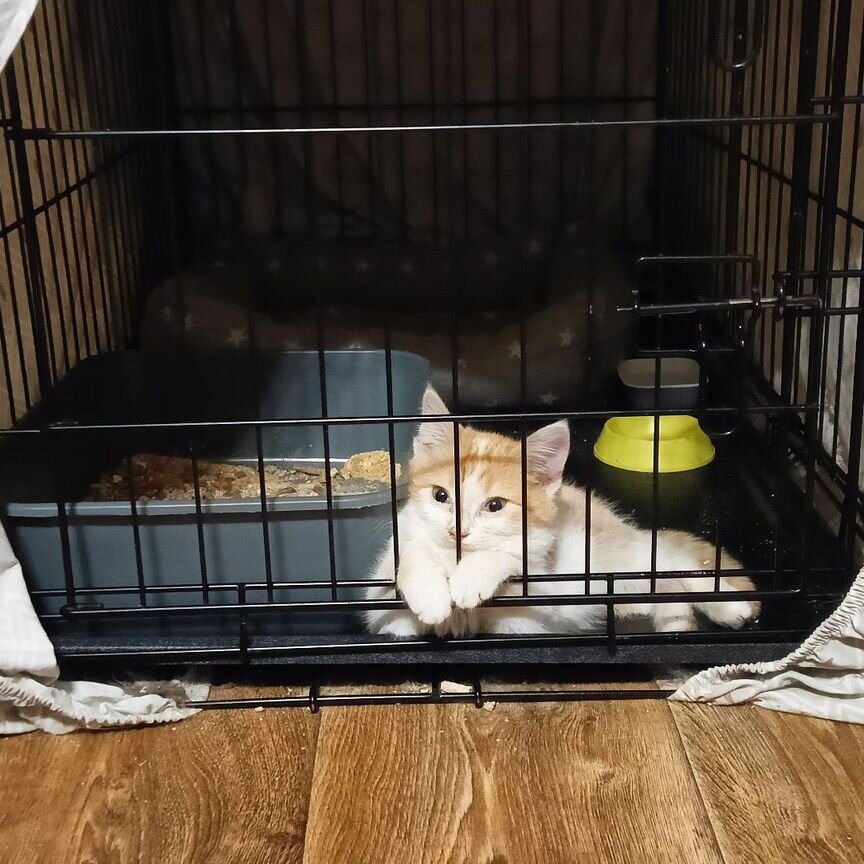 Котенок мальчик в заботливые руки