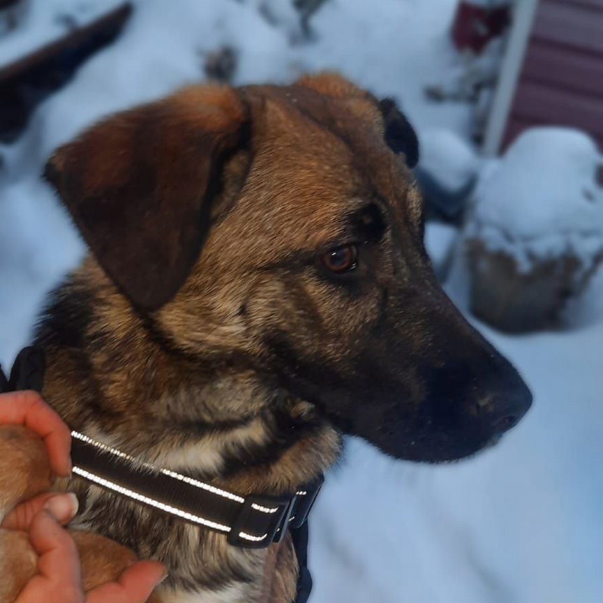 Щеночки девочки в заботливые руки