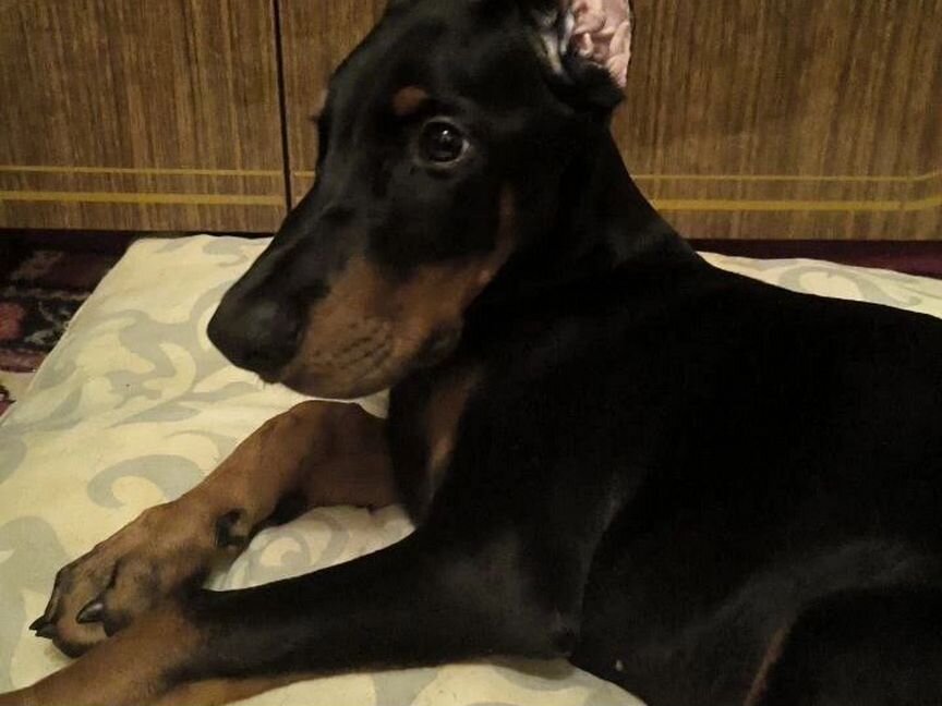 Щенки добермана