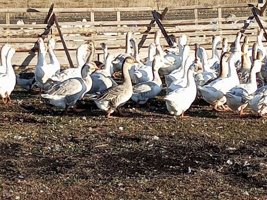 Продам гусей